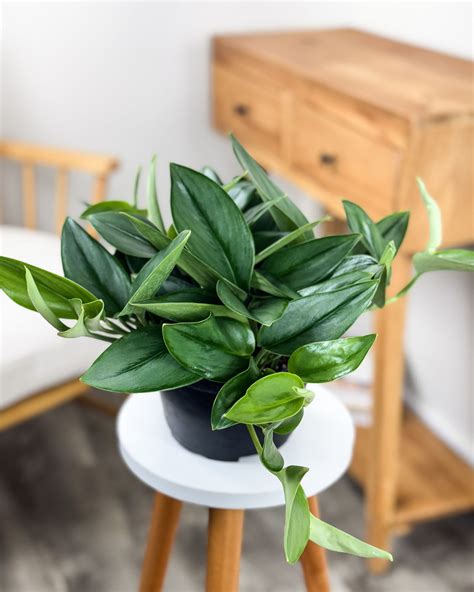 Sterling Silver Scindapsus Pictus Plantvine