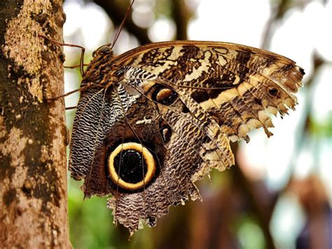 The Butterfly WebSite - butterfly photos, butterfly clipart, education ...