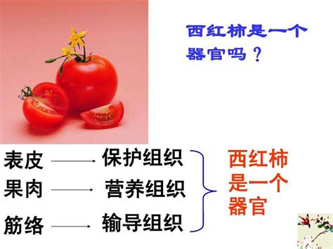 西红柿的结构 图库 五毛网
