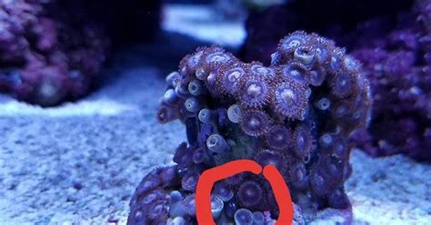 [id] Is This Bubble Algae R Reeftank