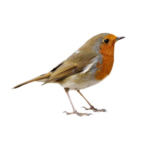 45500 Robin Eropa Foto Foto Foto Stok Potret And Gambar Bebas Royalti Istock