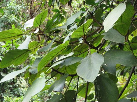 Ficus Fulva