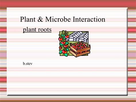 Plant And Microbe Interaction Plant Roots