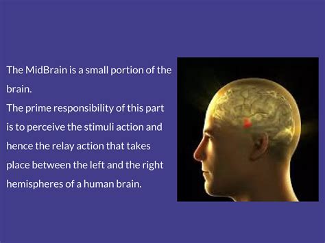Mid Brain Activation Pdf Brain And Nervous System Disorders