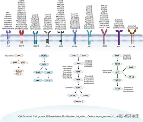 综述 Ros1基因重排与met基因14号外显子等罕见突变肺癌的治疗！ 知乎