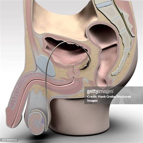 Male Reproductive System Cross Section High Res Illustrations Getty