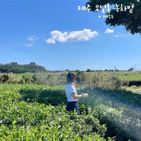 제주 오설록 티뮤지엄 서귀포 녹차밭 카페 네이버 블로그