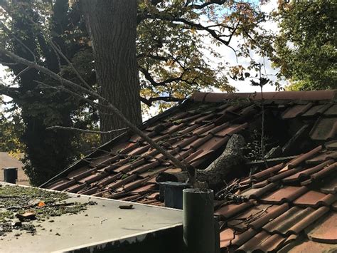 What Are The Most Common Tree Diseases Elite Trees