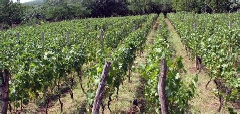 კარდანახის ღვინის ქარხანა 1 Home