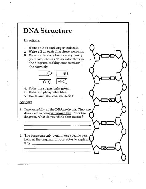 Dna Structure Coloring Worksheet 2025
