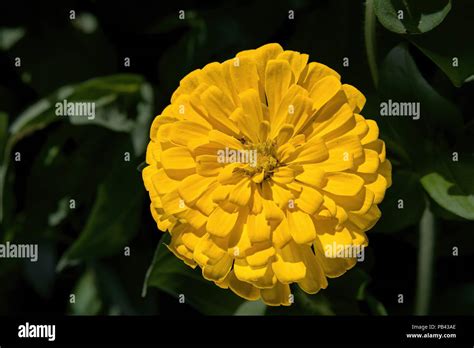 Yellow Zinnia In The Garden Zinnia Elegans Known As Youth And Age