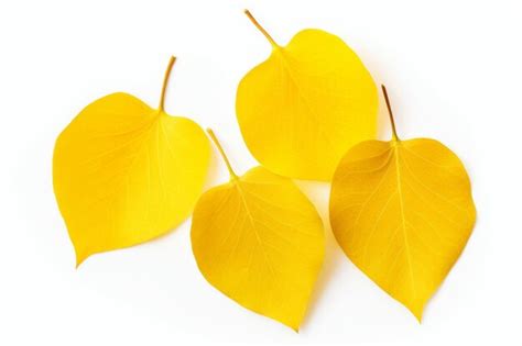 Premium Ai Image Glowing Isolation A Closeup Of Yellow Bodhi Leaves