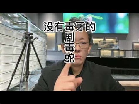 没有毒牙的剧毒蛇是什么蛇 野鸡脖子 虎斑颈槽蛇 YouTube