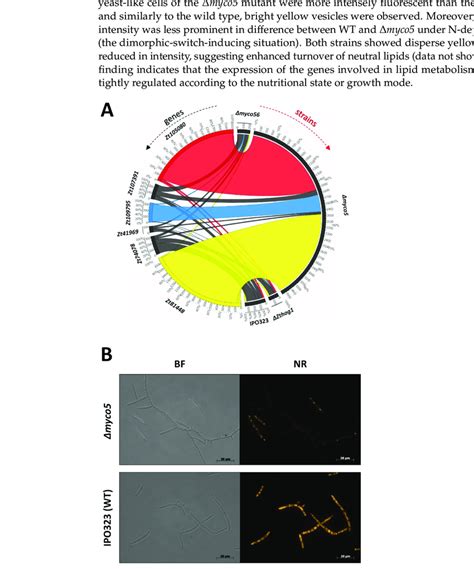aberrant lipid metabolism in the strain ∆myco5 a circosplot