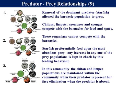 Bio7 3 Predator Prey Relationships Teaching Resources