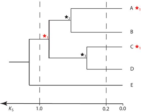 Fig S2 Ks Based Hierarchical Clustering Tree For A Hypothetical