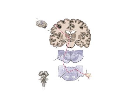 Trigeminal Lemniscus Pathway Tract Quiz