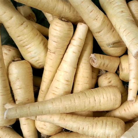 All American Parsnip Seeds Non Gmo Everwilde Farms