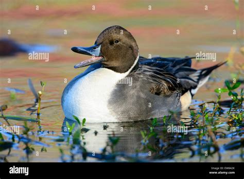 Quacking Pintail Duck Anas Acuta White Rock Lake Dallas Texas