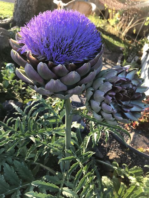 1424 best Artichoke images on Pholder | Gardening, Food and Veganrecipes