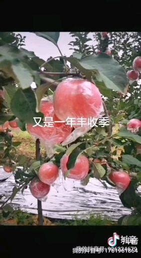 苹果怎么找销路 知乎