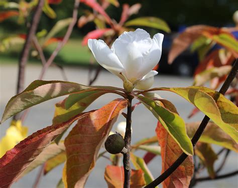 Plant These Trees For The Best Fall Color Fine Gardening