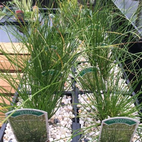 Scirpus Cernuus 1 Litre Shirley Aquatics
