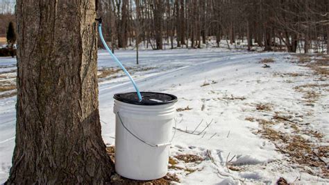 The Complete Beginners Guide To Making Maple Syrup