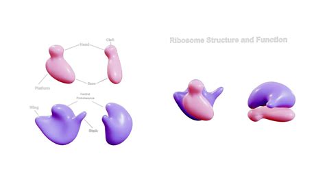 Ribosome Structure And Function Flippednormals