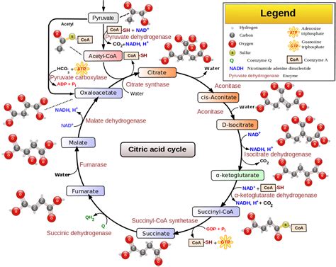 Electron Transport Chain And Krebs Cycle