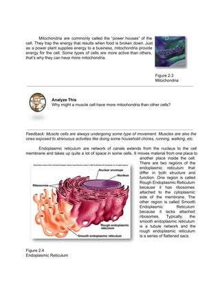 Module Cell Structure And Function PDF