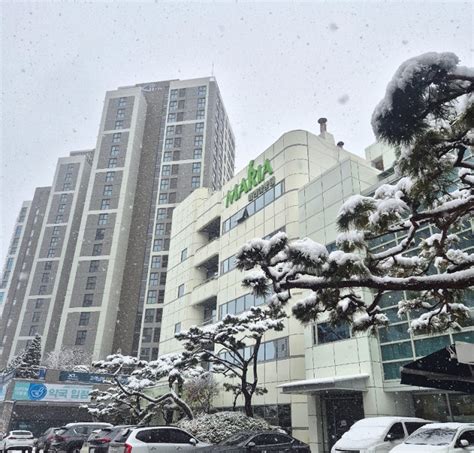 통배 이식 준비 프레다 아스피린 프롤루텍스 크리논겔 네이버 블로그