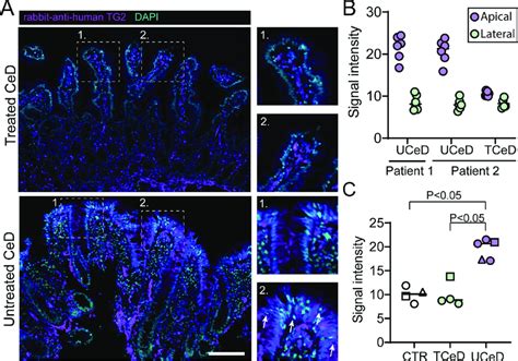 Tg2 Protein Expression Measured By Immunofluorescence Staining Of Download Scientific Diagram