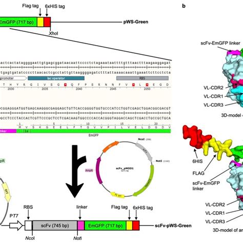 Construction Of Scfv Emgfp Fluorobodies A Schematic Representation And Download Scientific