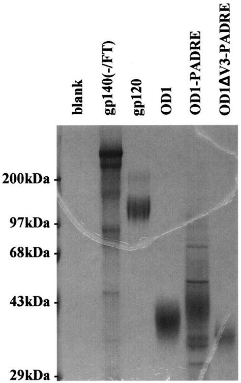 Characterization of the Outer Domain of the gp120 Glycoprotein from ...