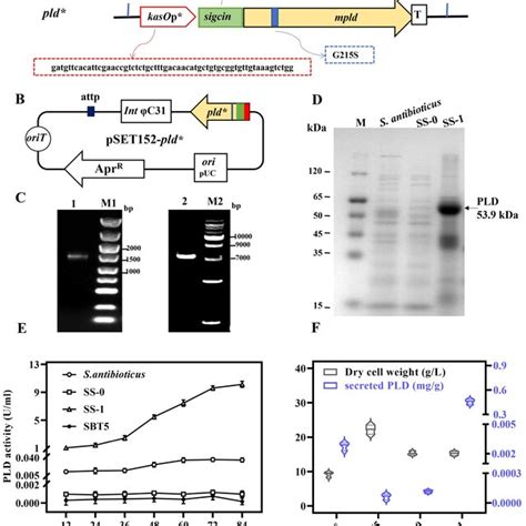construction of thiostrepton free pld secretory expression system a