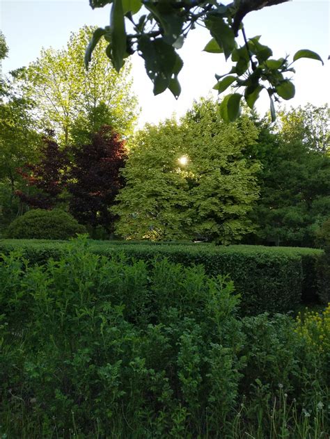 Backyard Wildlife Planting Trees Dragonfly An Exploration Of Eco Fiction