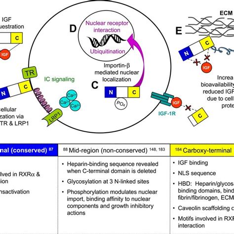 Igfbp 3 Binding Partners Organized By Potential Function See Text For