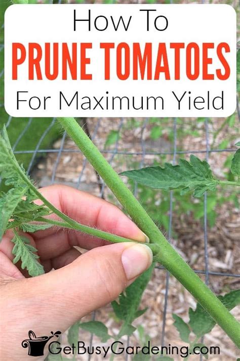 If You Want To Get The Maximum Yield From Your Plants This Year It S A Good Idea To Learn How