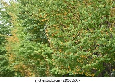 44 816 Cluster Yellow Leaves Images Stock Photos Vectors Shutterstock
