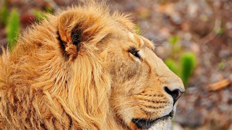 Lion Muzzle Predator Mane 4k Hd Wallpaper