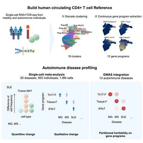 Single Cell Transcriptome Landscape Of Circulating Cd4 T Cell