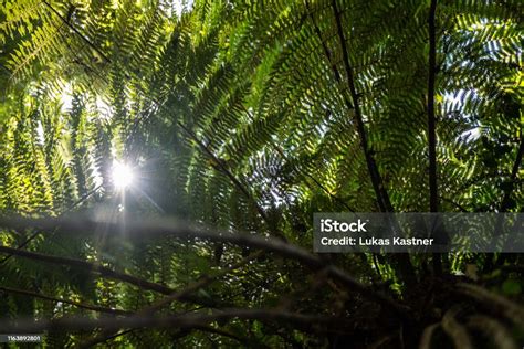 프란츠 요제프 빙하와 계곡 바닥 웨스트랜드 사우스 아일랜드 프란츠 요제프 빙하 국립공원 뉴질랜드 프란츠 요셉 빙하 주변의 아름다운 자연을 이미지화 강에 대한 스톡 사진 및