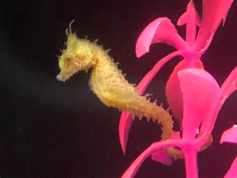 5 Dwarf Seahorses Captive Bred Hippocampus Zosterae Alyssas Seahorse