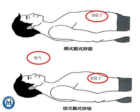 胸式呼吸腹式呼吸的孰是孰非下 一步一步学呼吸6 知乎