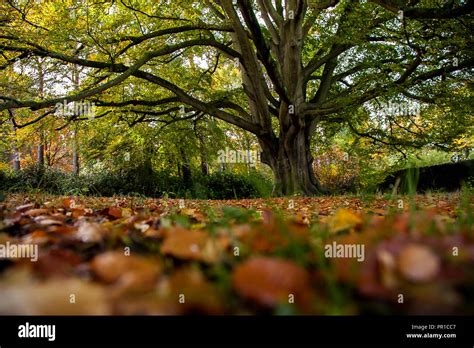 Autumn Trees Uk High Resolution Stock Photography And Images Alamy