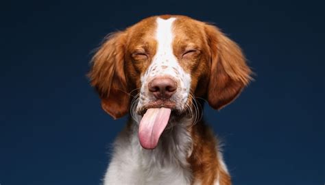 Can Dogs Eat Peanut Butter 2025 Guide