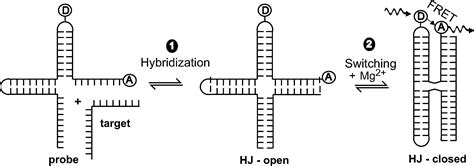 Dna Nanoswitch As A Biosensor Analytical Chemistry