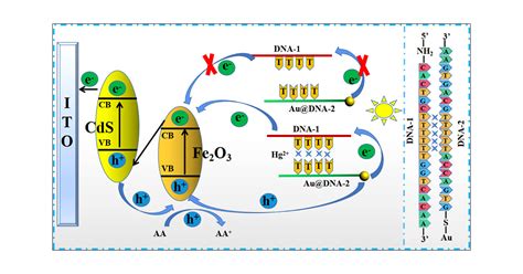 Photoelectrochemical Sensor With A Z Scheme Fe2o3 Cds Heterostructure For Sensitive Detection Of
