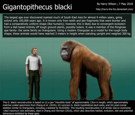 Gigantopithecusgallery Dinopedia Fandom Prehistoric Animals